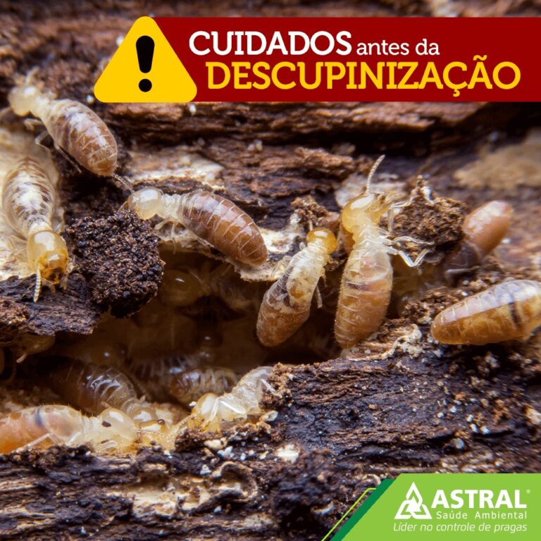 De onde vem a revoada de bichos da luz? Eles se transformam mesmo em ...